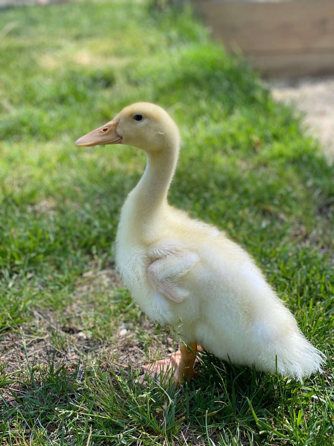 DIY Duck Run - Seeking Lavender Lane