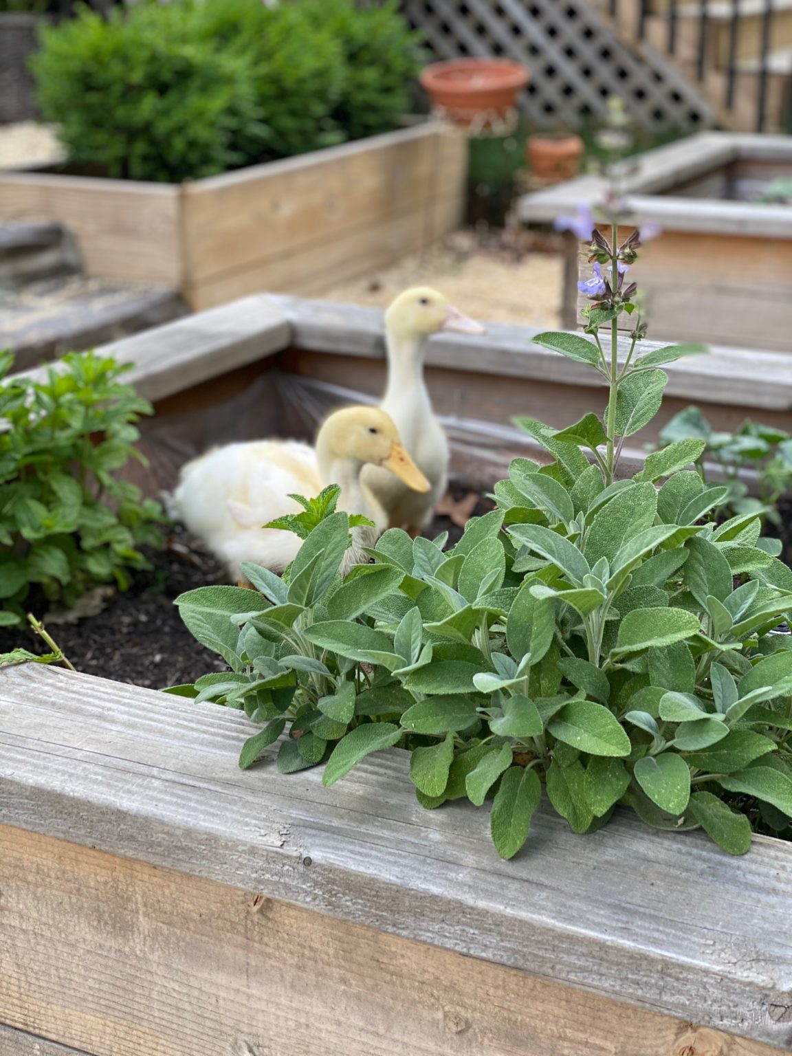 DIY Duck Run - Seeking Lavender Lane