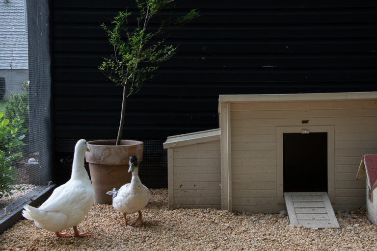 DIY Duck Run - Seeking Lavender Lane